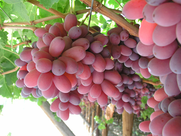 Mooigezicht Estate – Products